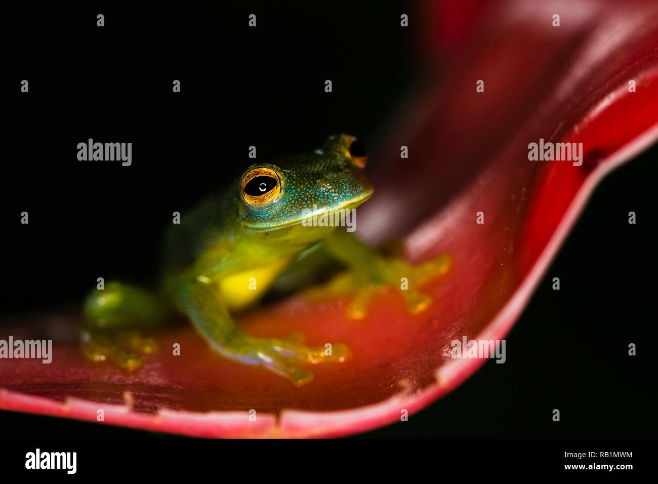 Granular glass frog in Costa Rican rainforest Stock Photo - Alamy