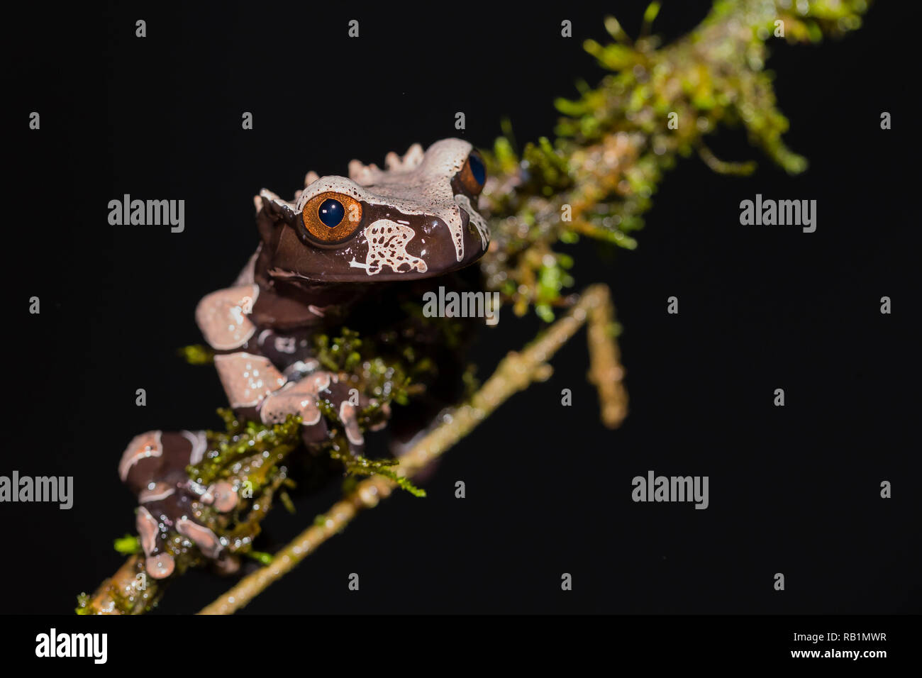 Spiny-headed tree frog, Costa Rica rainforest Stock Photo - Alamy