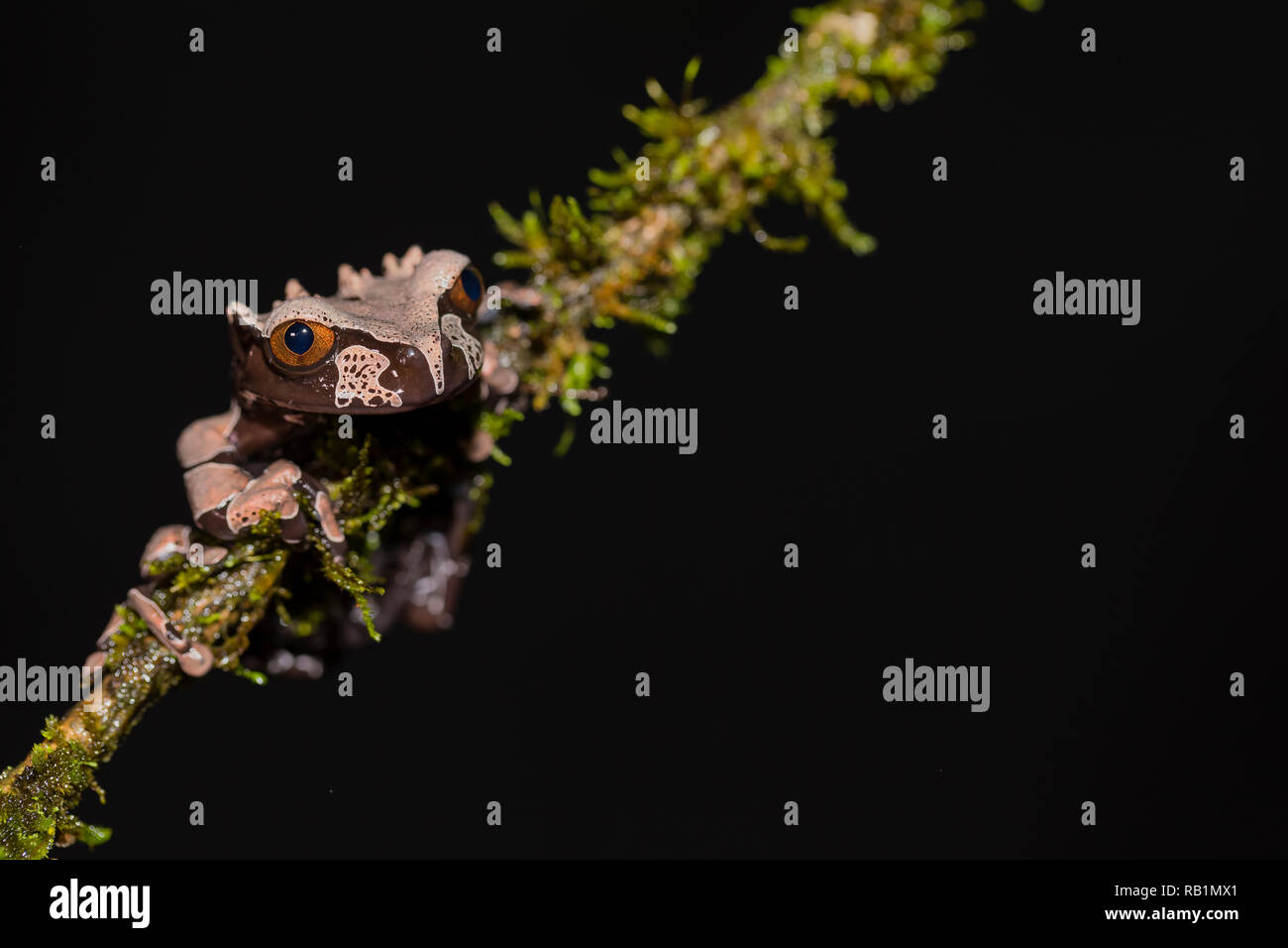 Spiny-headed tree frog, Costa Rica rainforest Stock Photo - Alamy