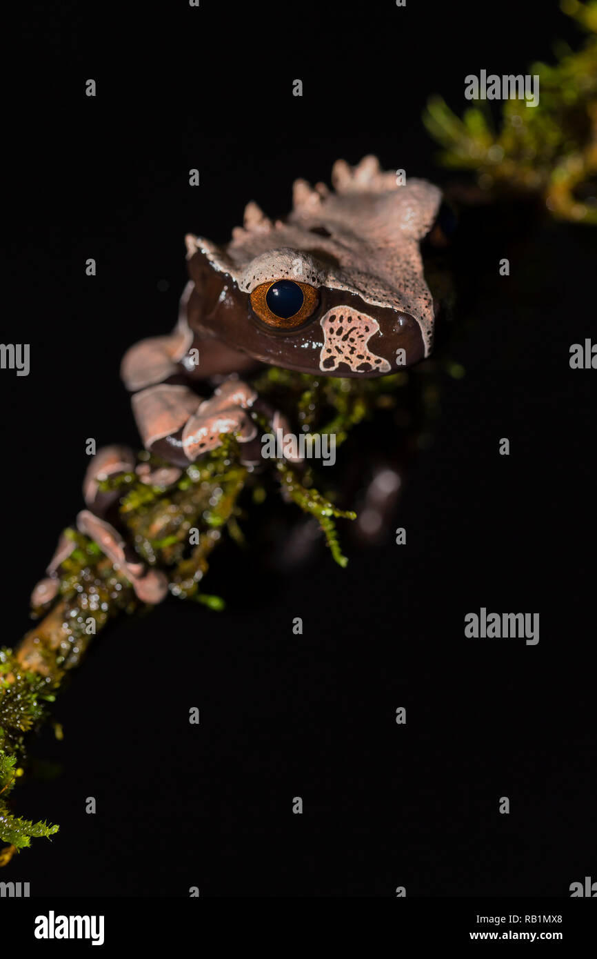 Spiny-headed tree frog, Costa Rica rainforest Stock Photo - Alamy