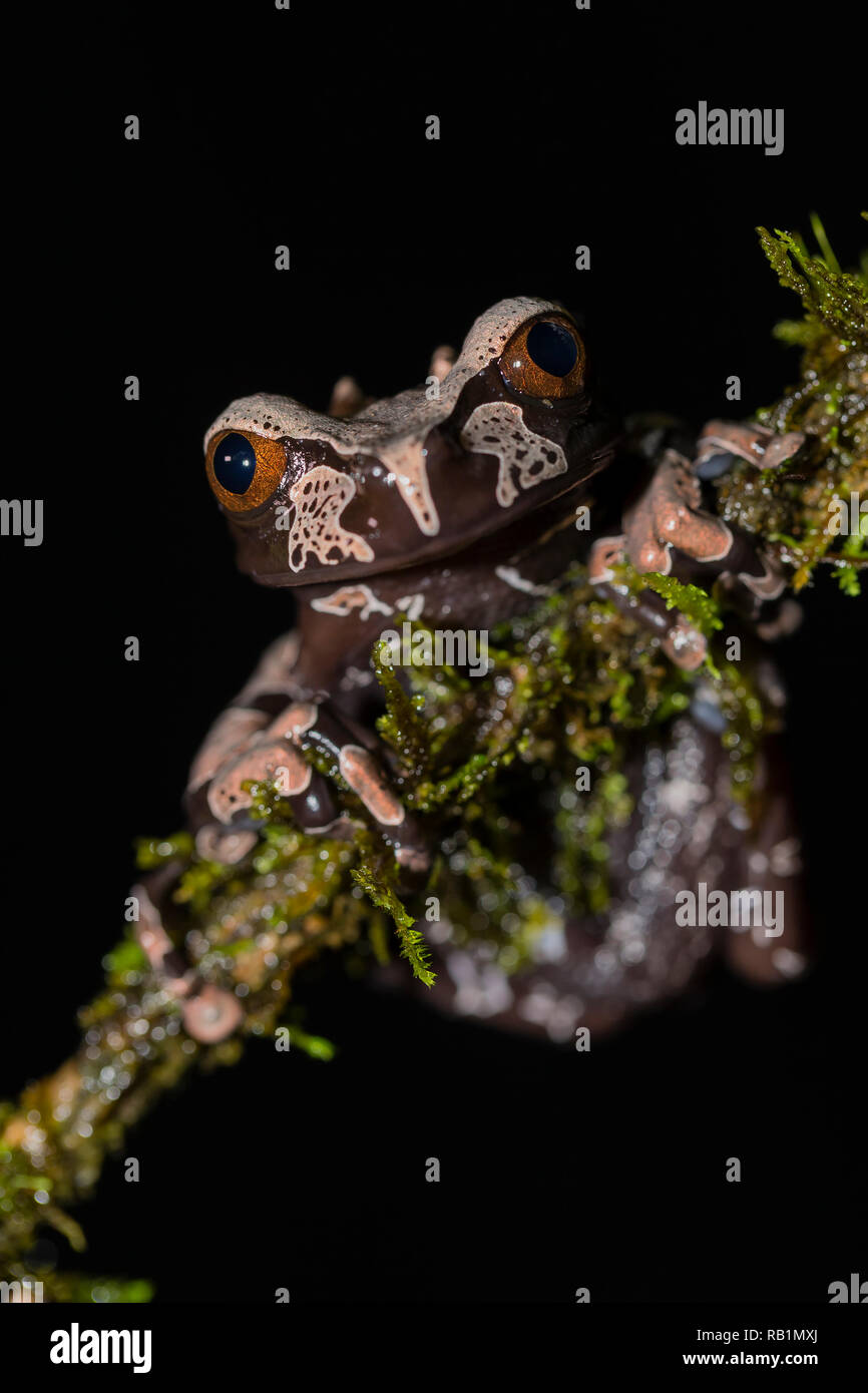 Spiny-headed tree frog, Costa Rica rainforest Stock Photo - Alamy