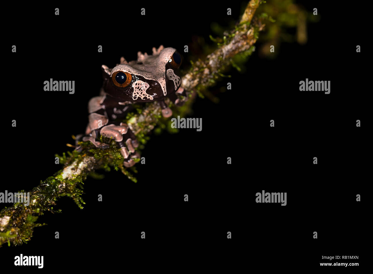 Spiny-headed tree frog, Costa Rica rainforest Stock Photo - Alamy