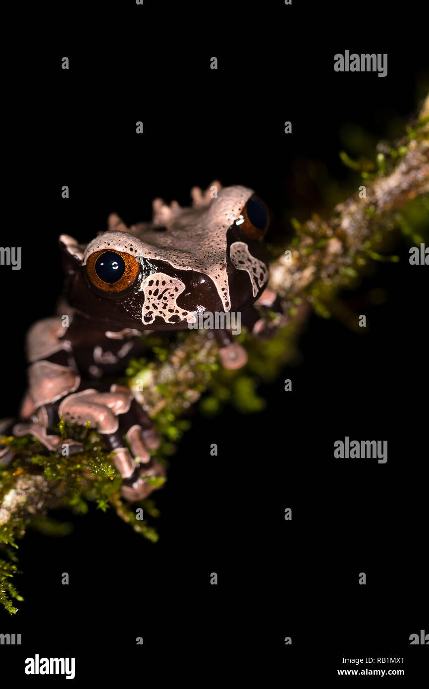 Spiny-headed tree frog, Costa Rica rainforest Stock Photo - Alamy
