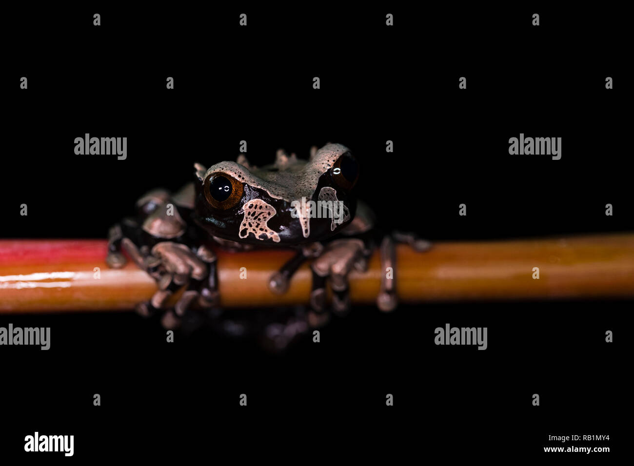 Spiny-headed tree frog, Costa Rica rainforest Stock Photo - Alamy