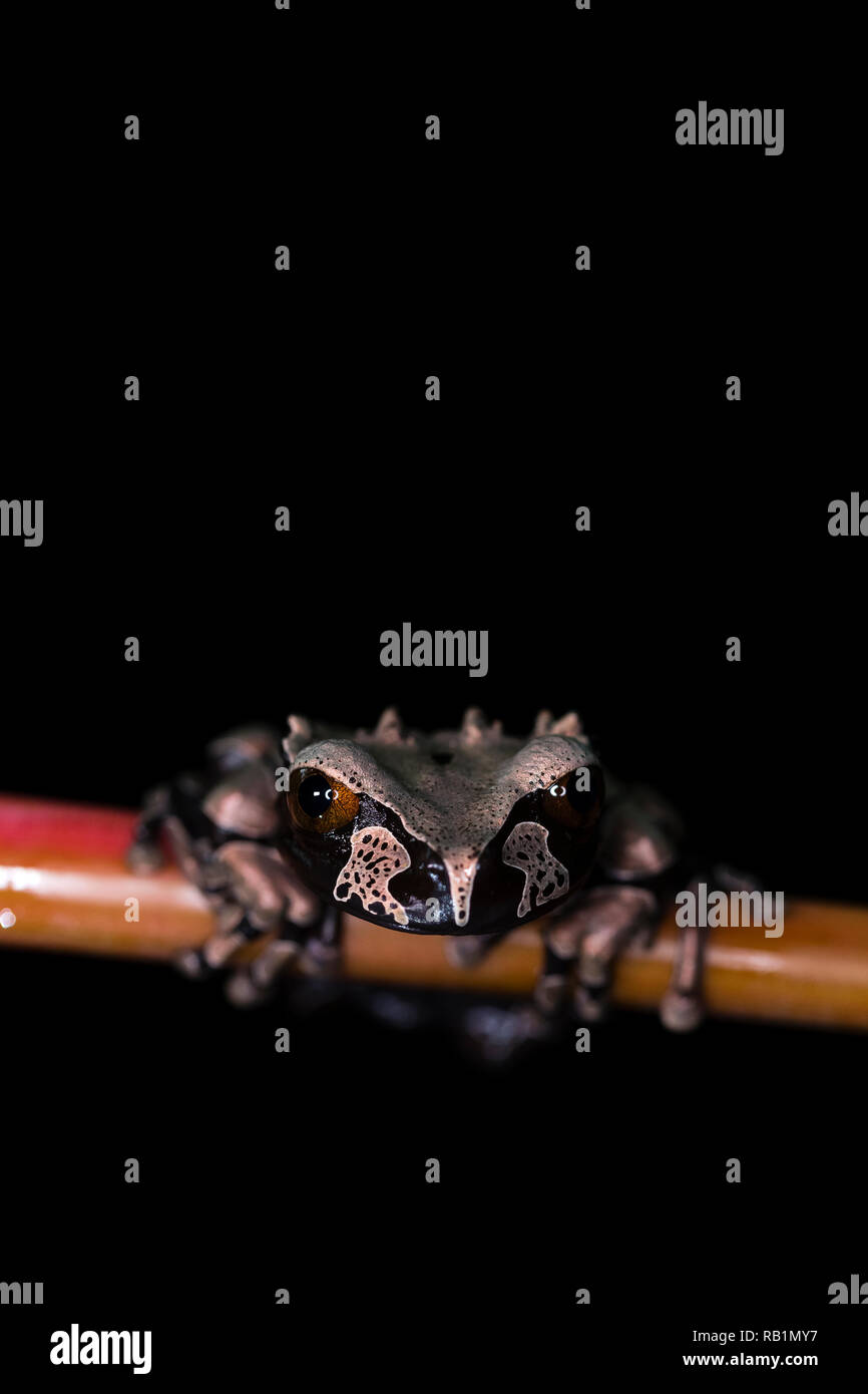 Spiny-headed tree frog, Costa Rica rainforest Stock Photo - Alamy