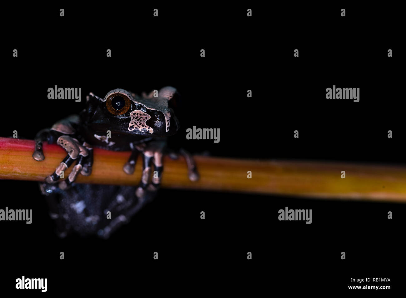 Spiny-headed tree frog, Costa Rica rainforest Stock Photo - Alamy