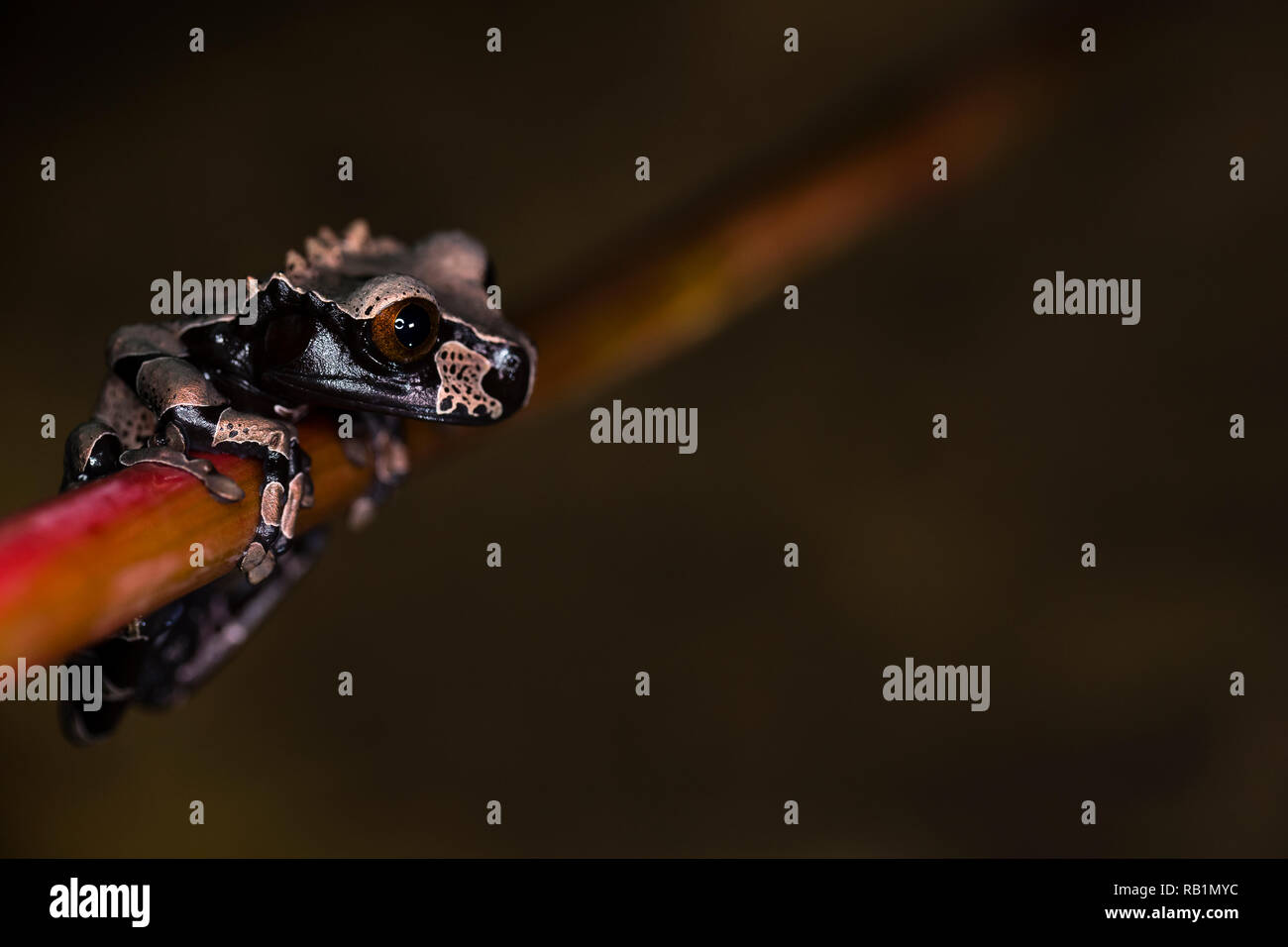 Spiny-headed tree frog, Costa Rica rainforest Stock Photo - Alamy