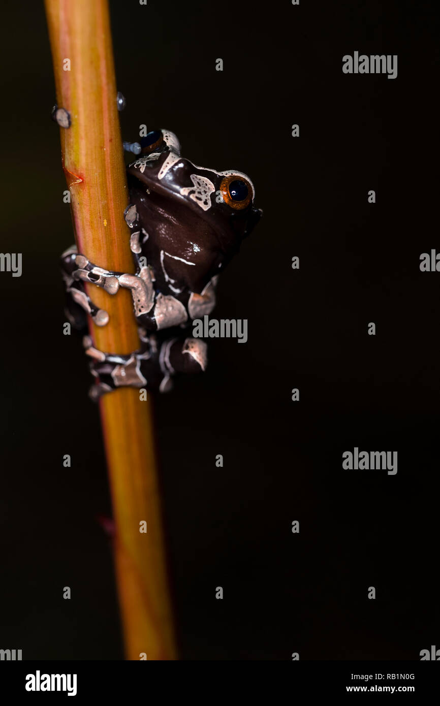 Spiny-headed tree frog, Costa Rica rainforest Stock Photo - Alamy