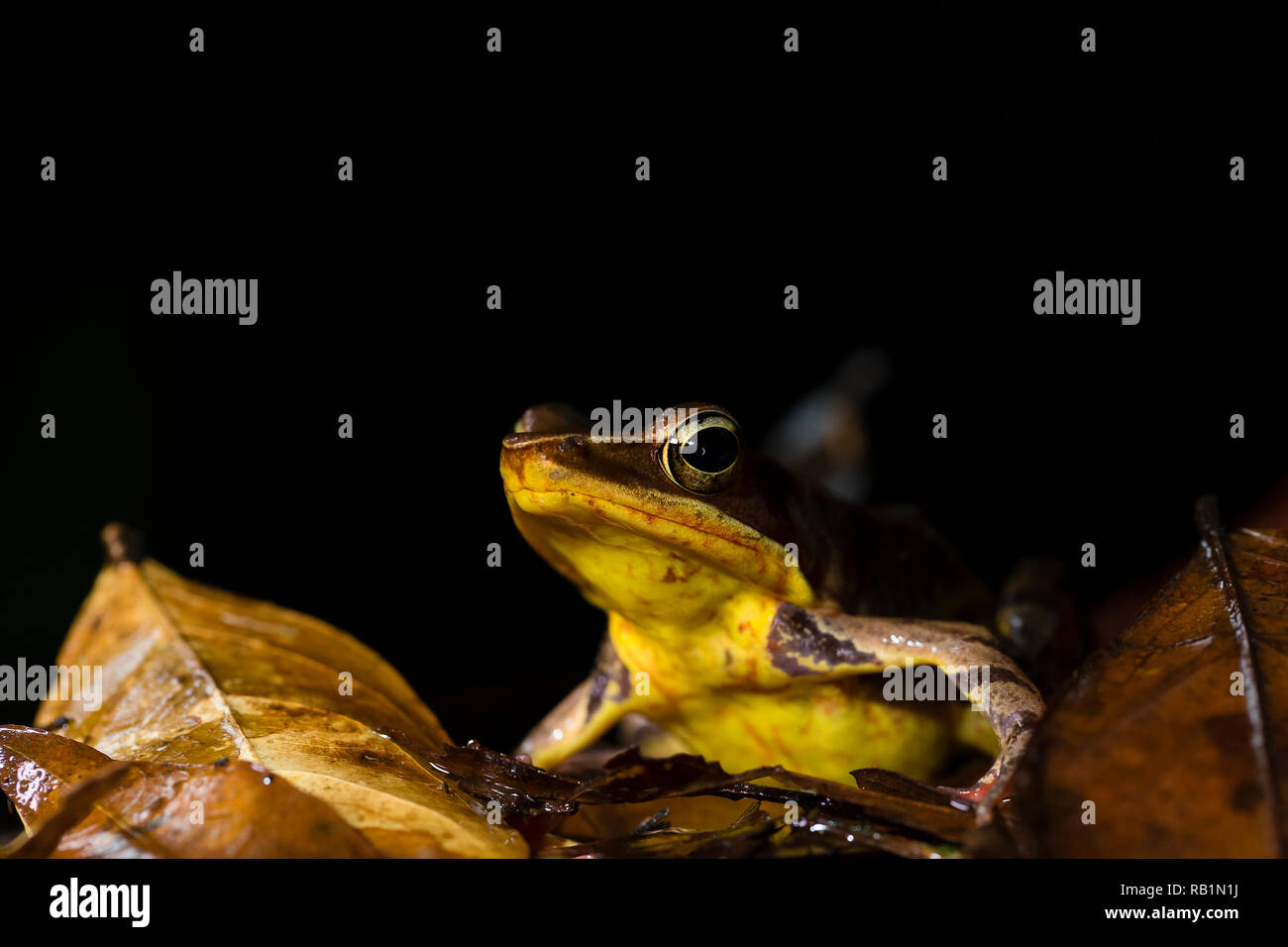 Swamp frog, Costa Rica rainforest Stock Photo - Alamy