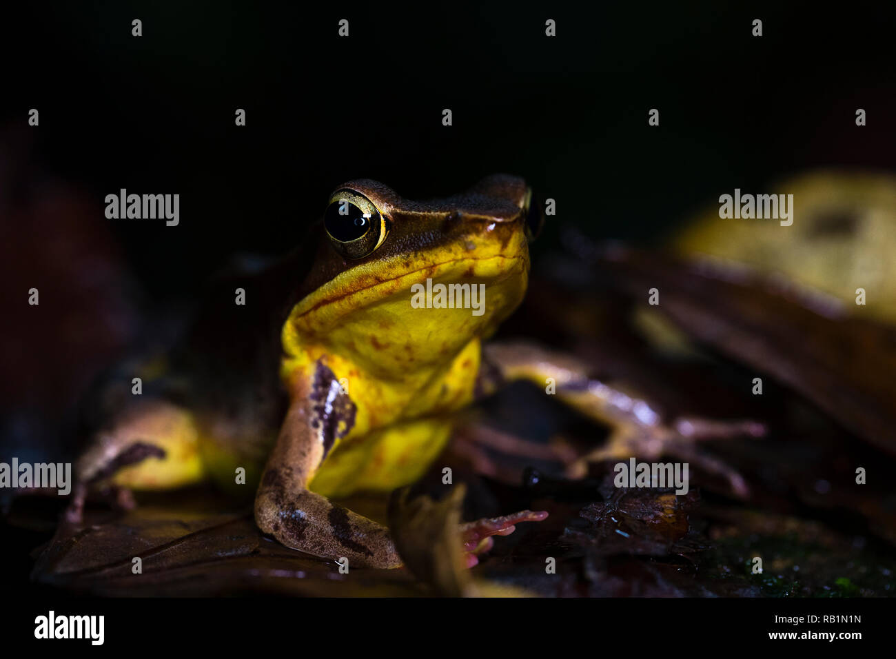 Swamp frog, Costa Rica rainforest Stock Photo - Alamy