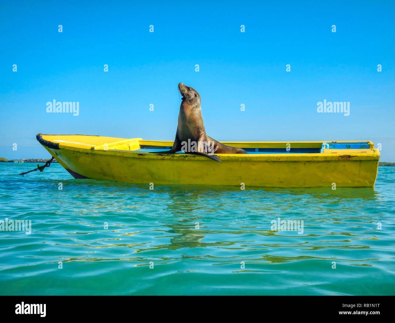 A sea lion striking a pose on a full length yellow row boat in the ...