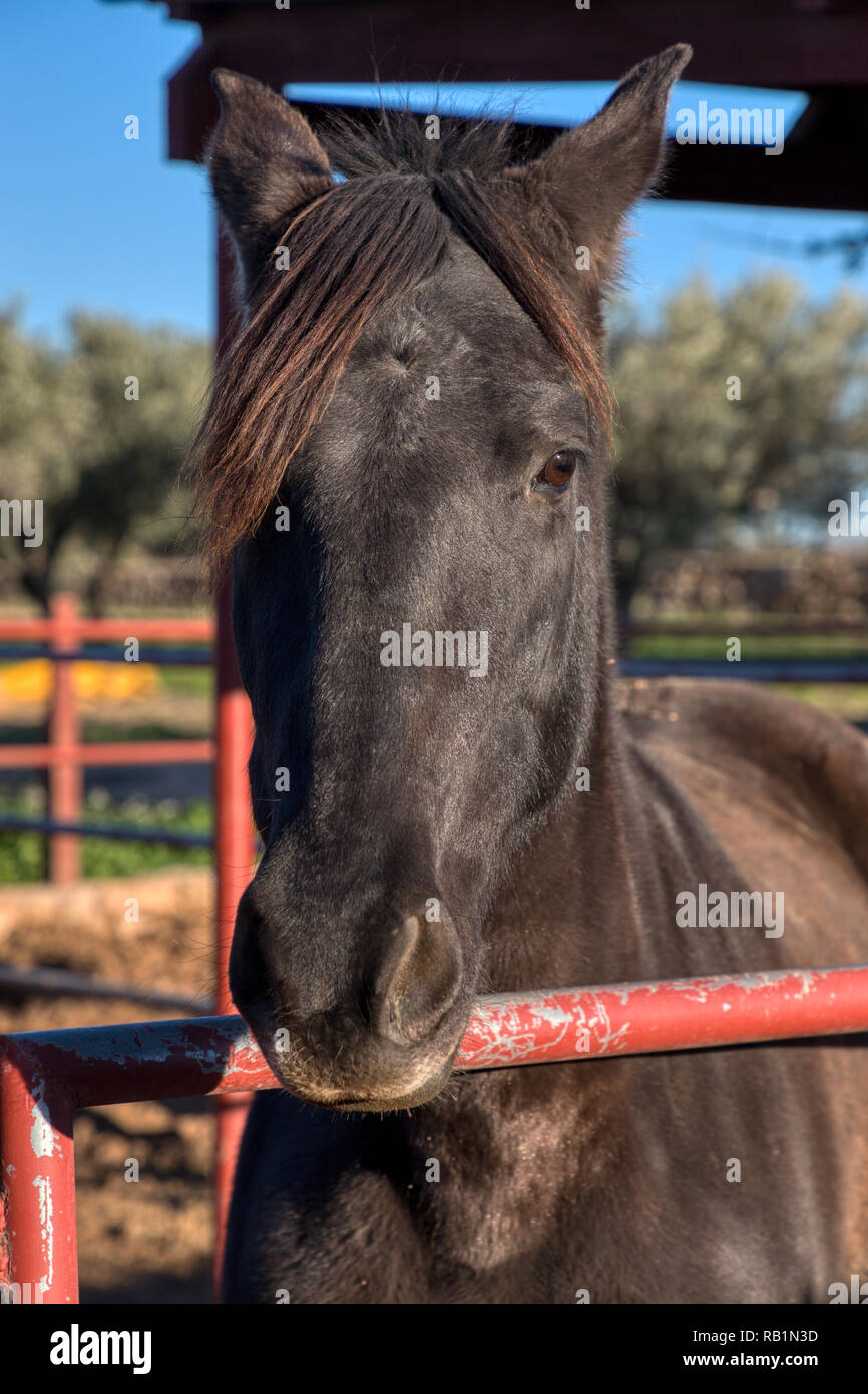 The head and part of the body of a brown horse with a long forelock ...