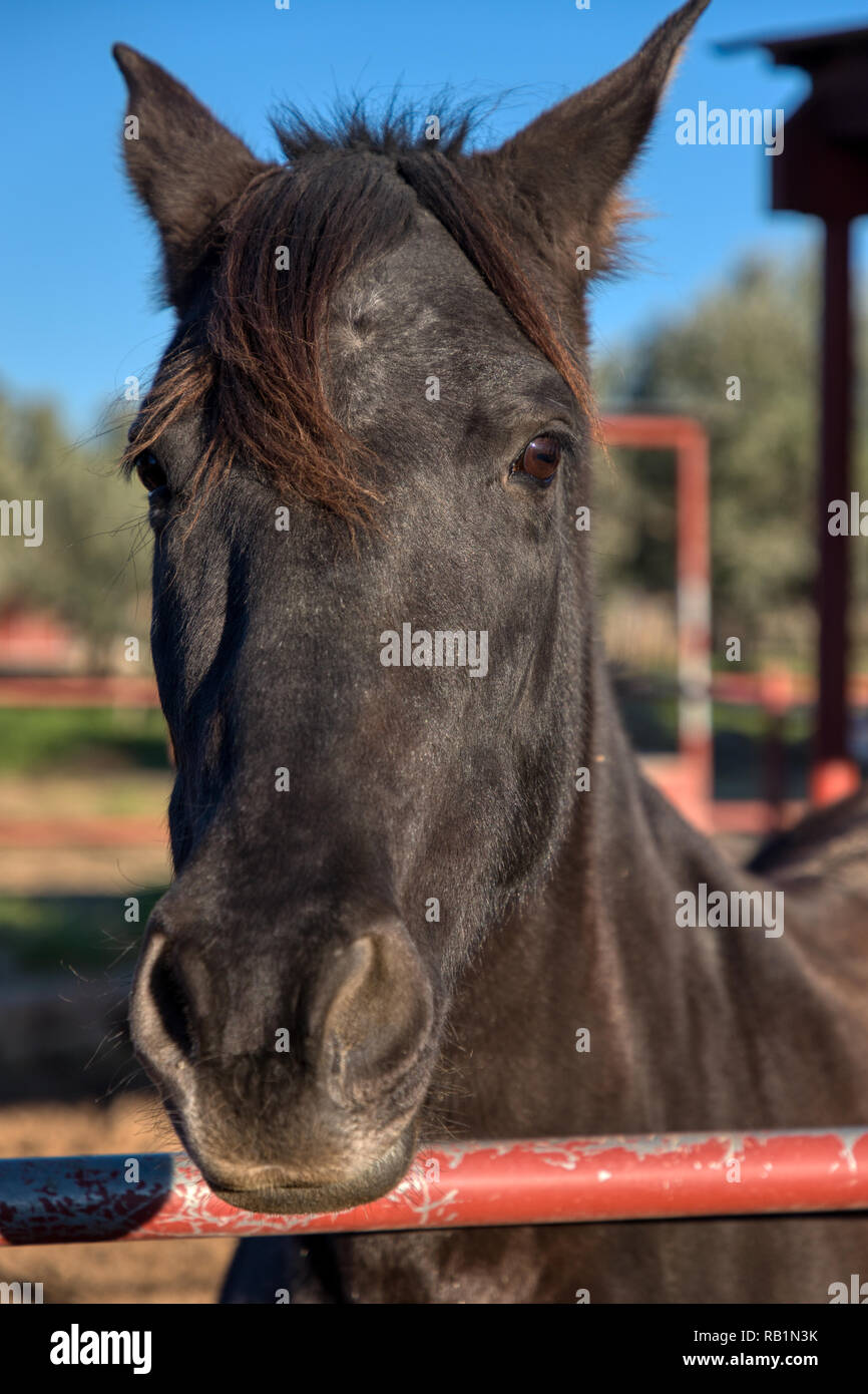 Animal looking over fence hi-res stock photography and images - Alamy
