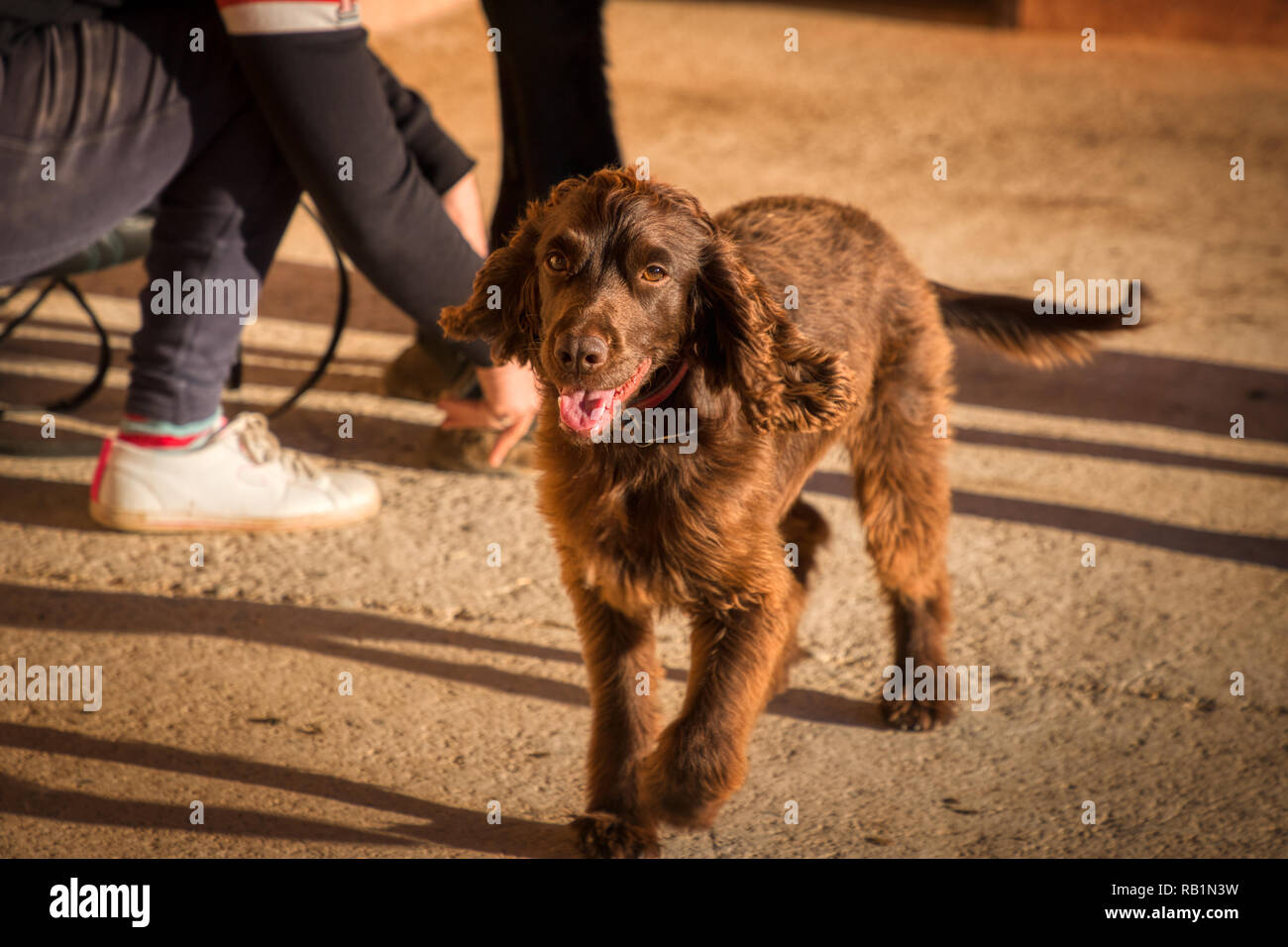 Moving Dog Backgrounds