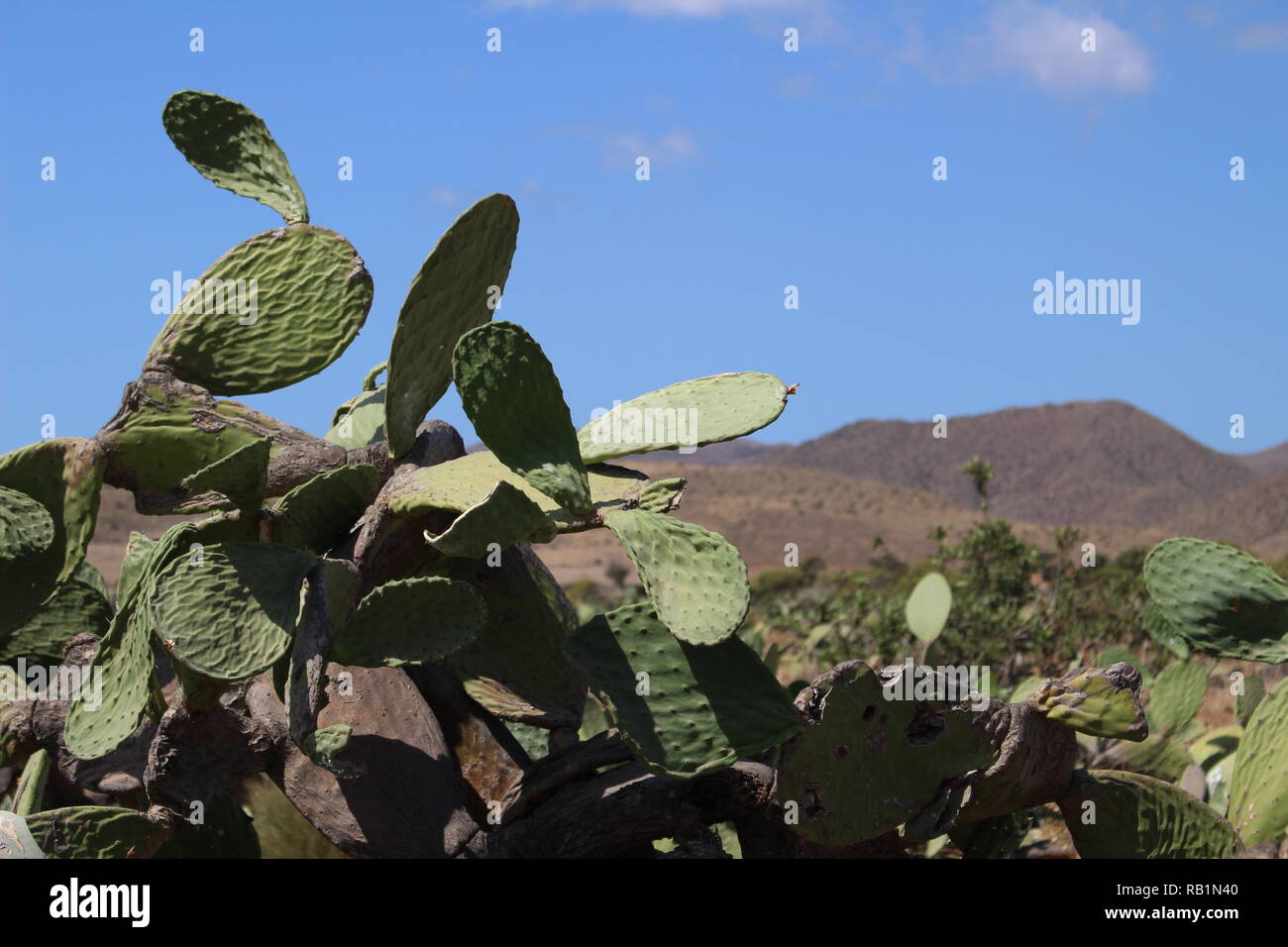 Spaghetti cactus hi-res stock photography and images - Alamy
