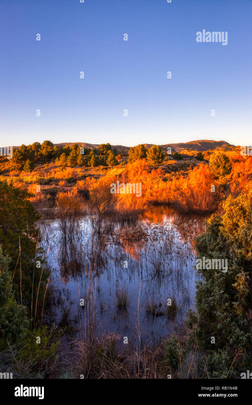 Marshy pond hi-res stock photography and images - Alamy