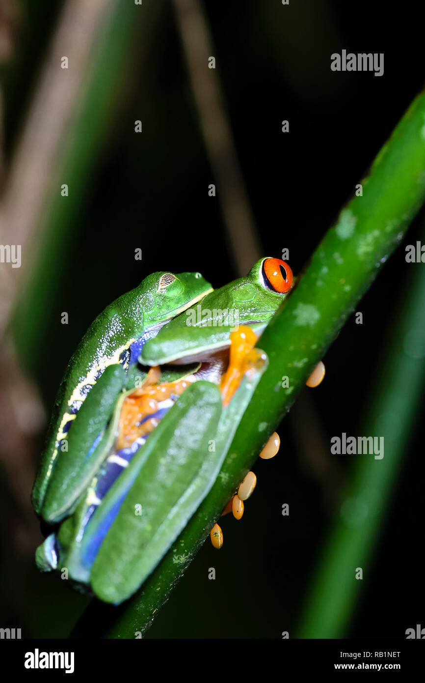 Red-eyed leaf frogs mating in Costa Rican rainforest Stock Photo - Alamy