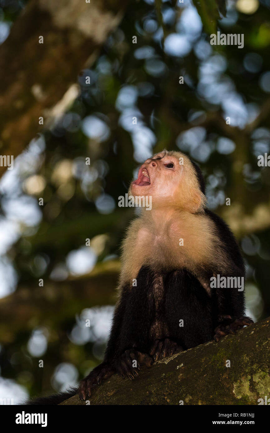 White-headed capuchin monkeys in Costa Rica Stock Photo - Alamy