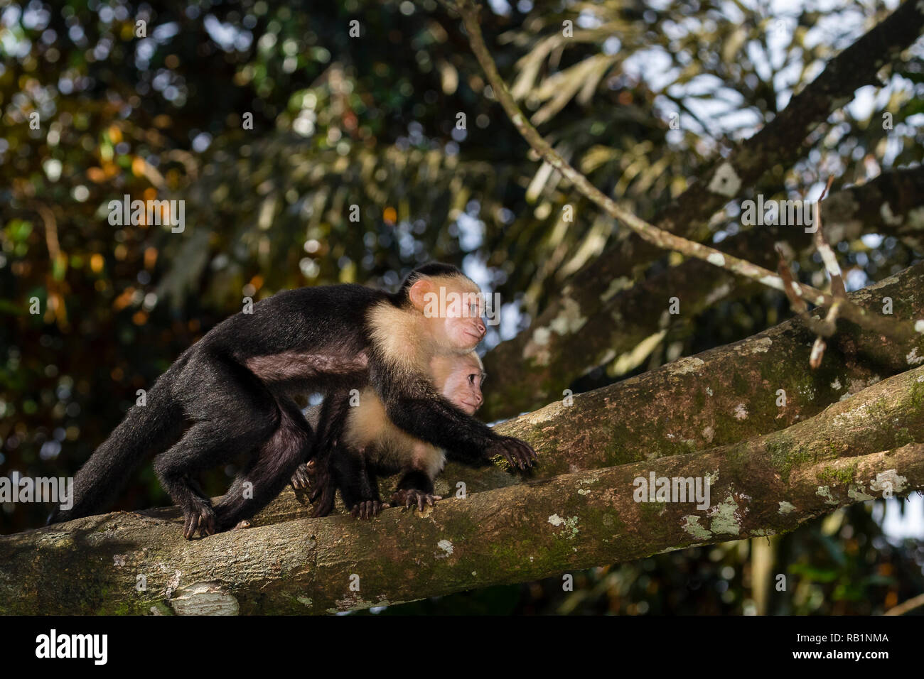 White-headed capuchin monkeys in Costa Rica Stock Photo - Alamy