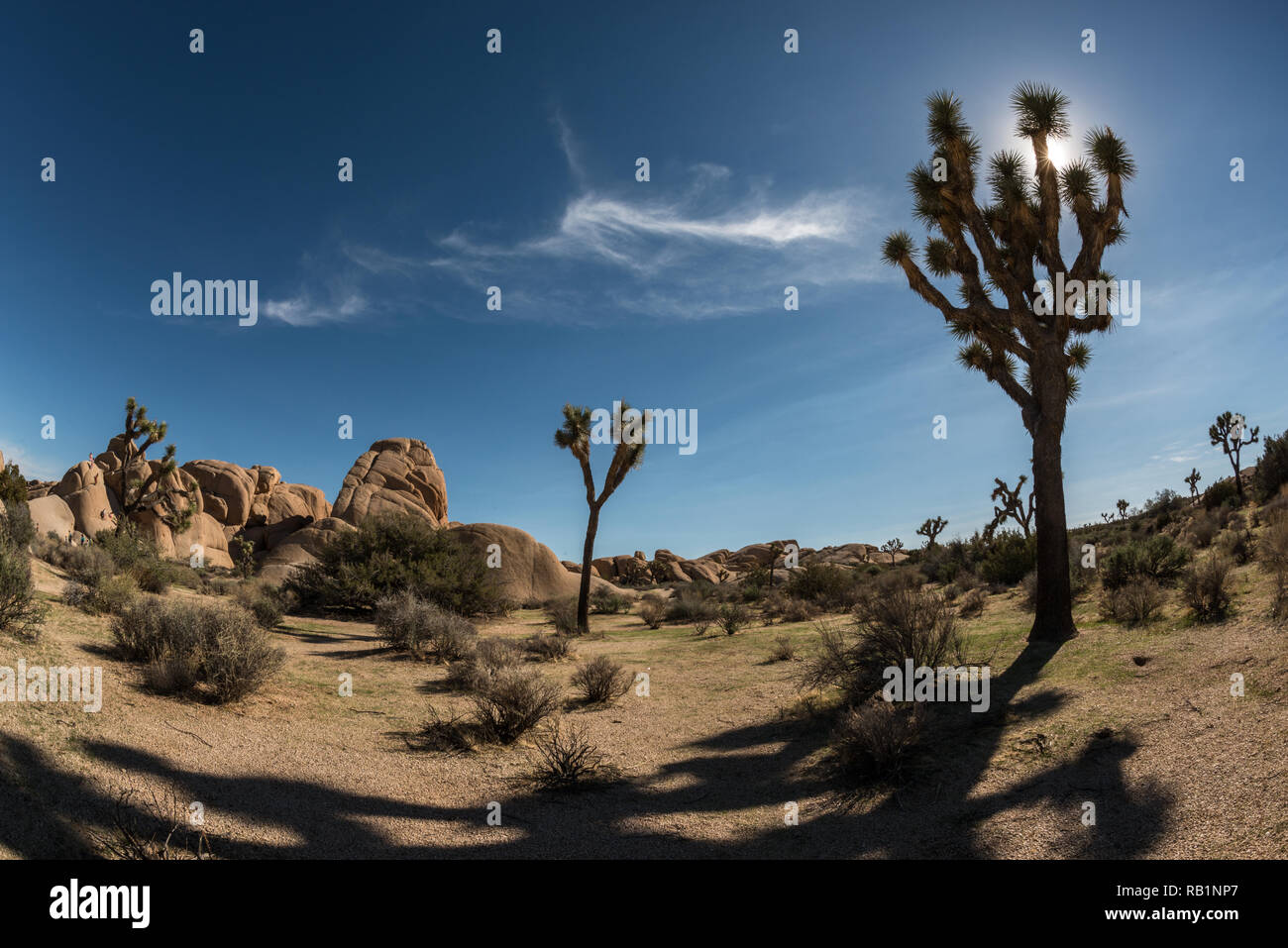 Landscape joshua tree national hi-res stock photography and images - Alamy