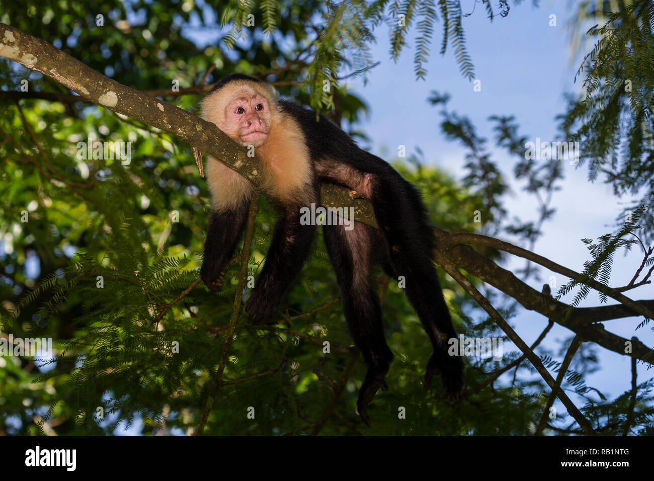 White-headed capuchin monkeys in Costa Rica Stock Photo - Alamy