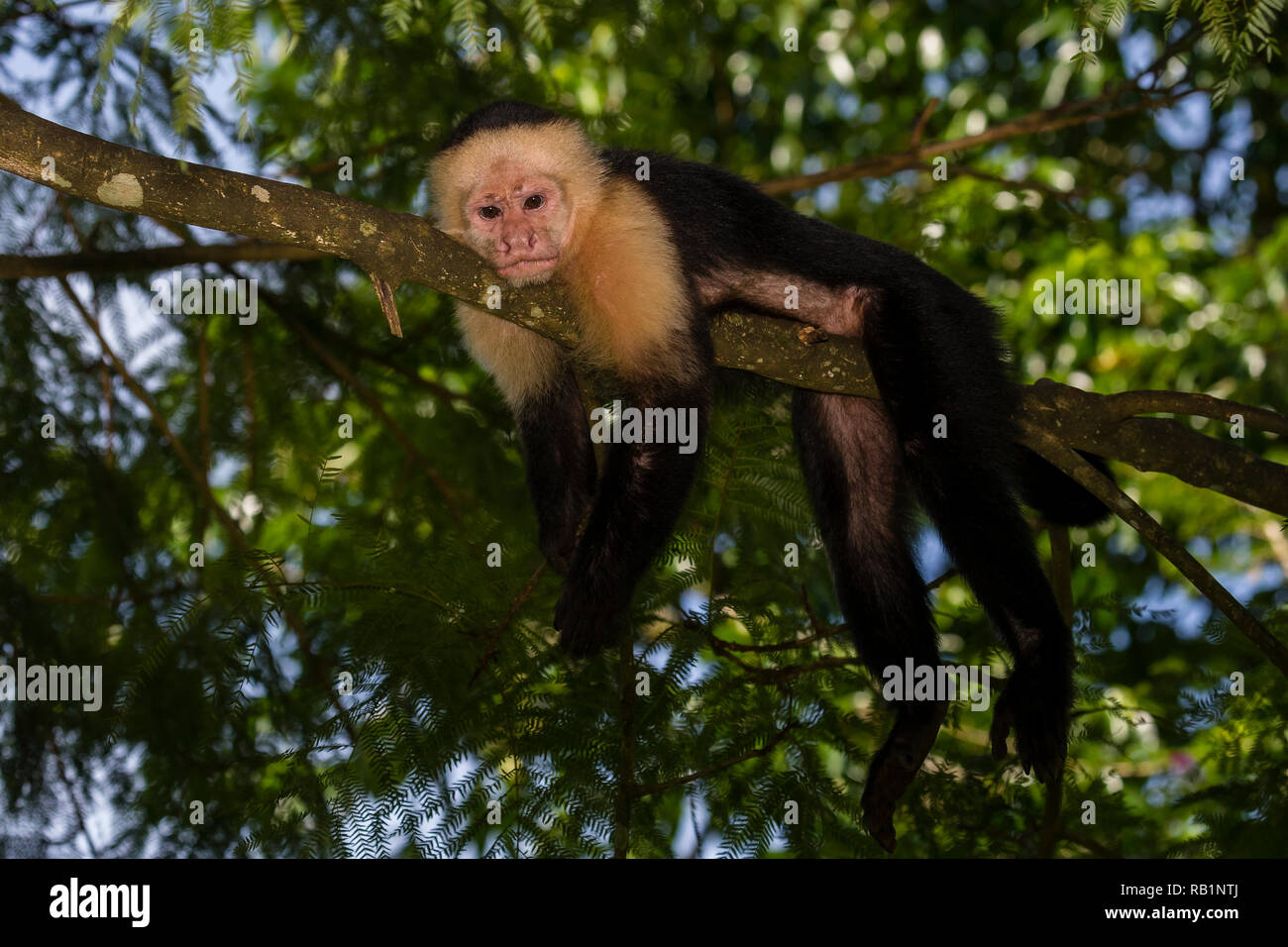 White-headed capuchin monkeys in Costa Rica Stock Photo - Alamy