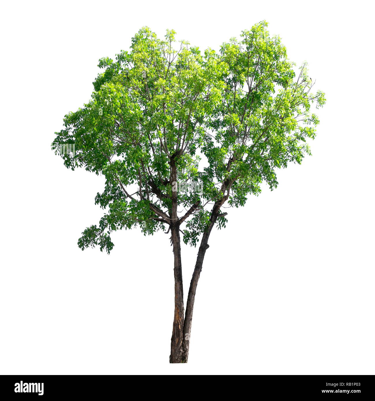 Tree isolated on a white background, Tree for design or decoration work ...