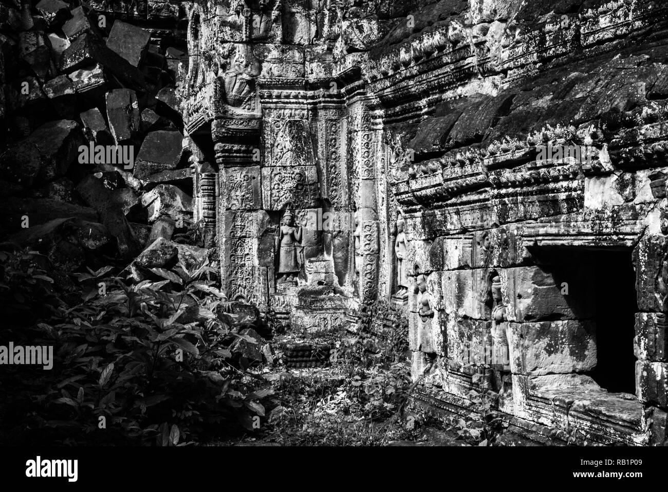 Jungle and sea Black and White Stock Photos & Images - Alamy