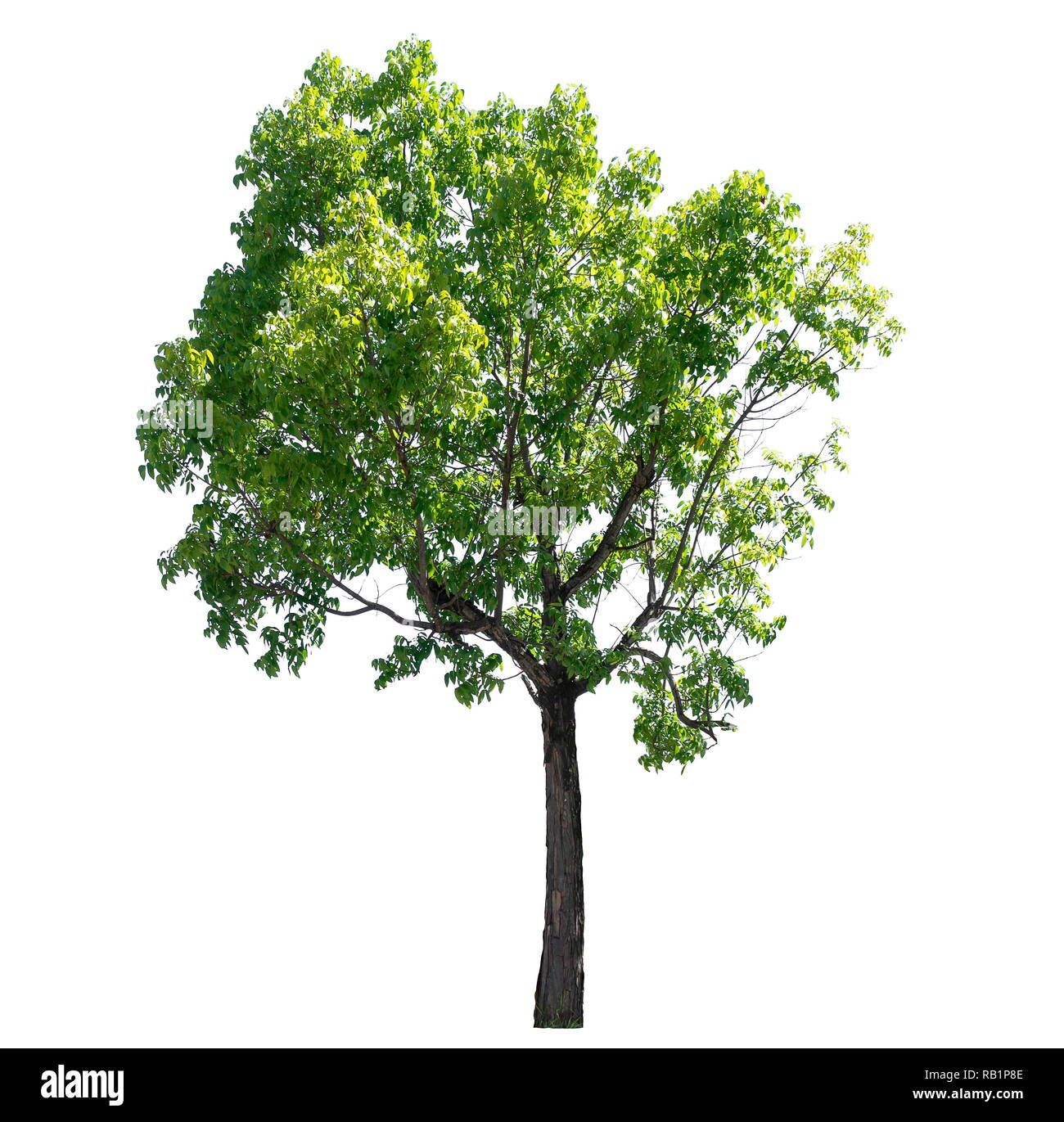 Tree isolated on a white background, Tree for design or decoration work ...