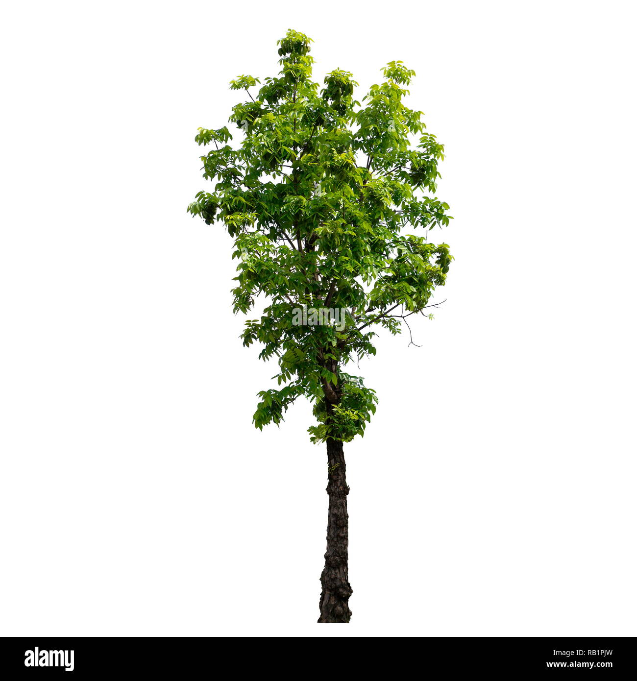 Tree isolated on a white background, Tree for design or decoration work ...