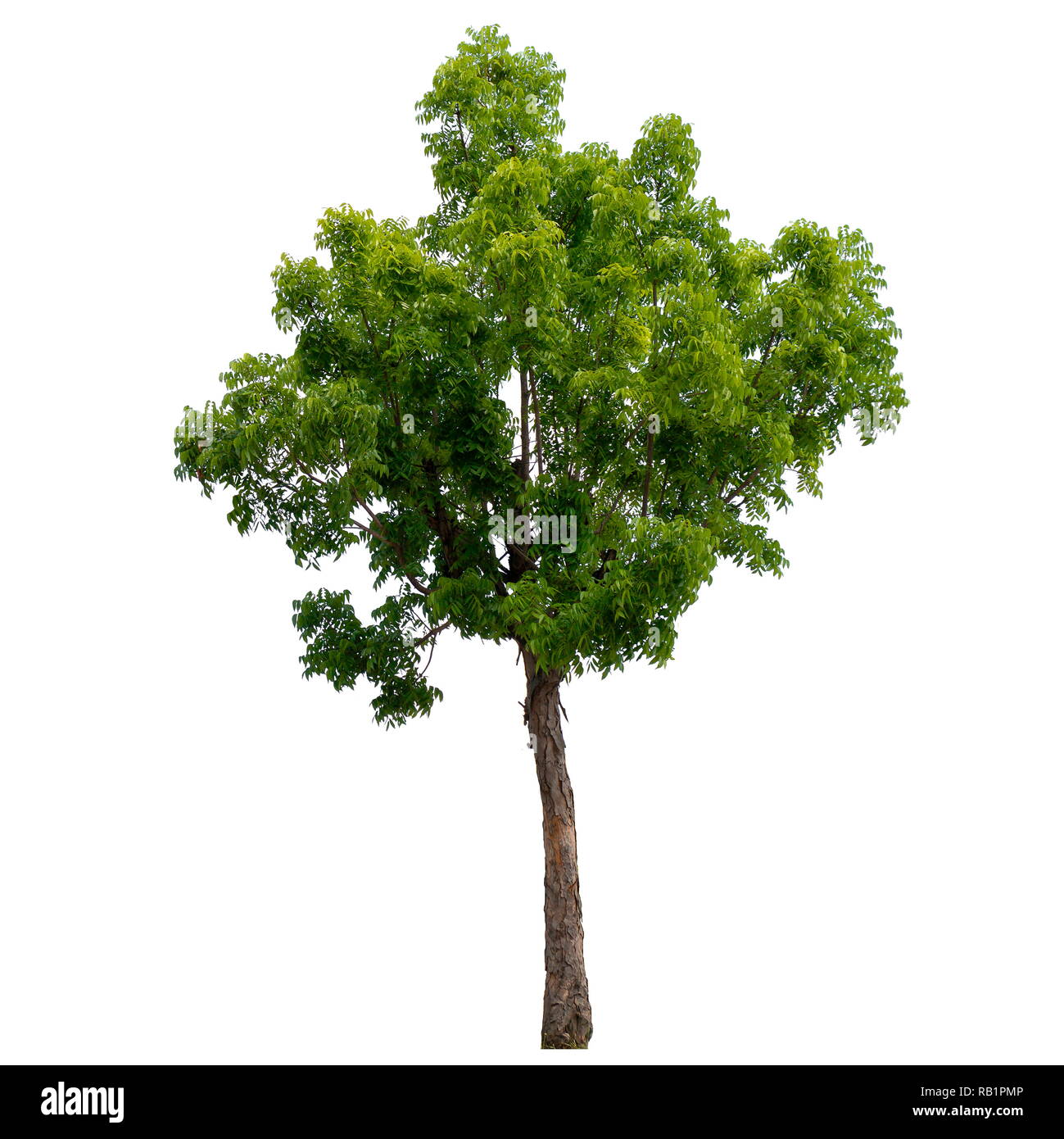 Tree isolated on a white background, Tree for design or decoration work ...