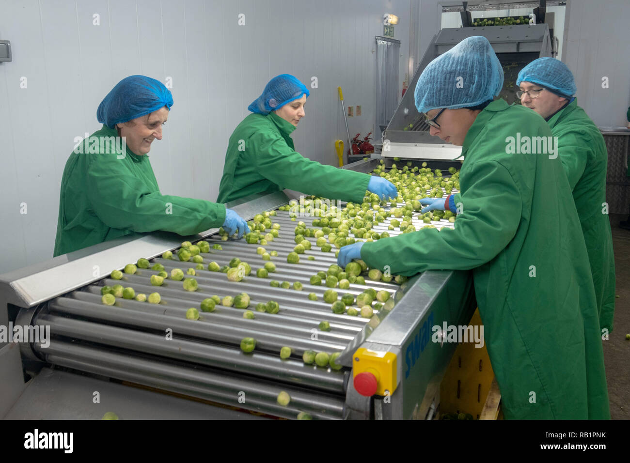 Production line of Brussel Sprouts in factory Stock Photo - Alamy