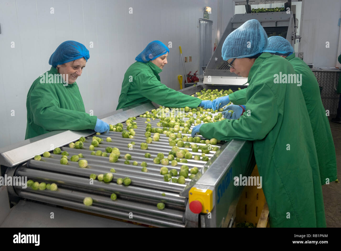 Production line of Brussel Sprouts in factory Stock Photo - Alamy