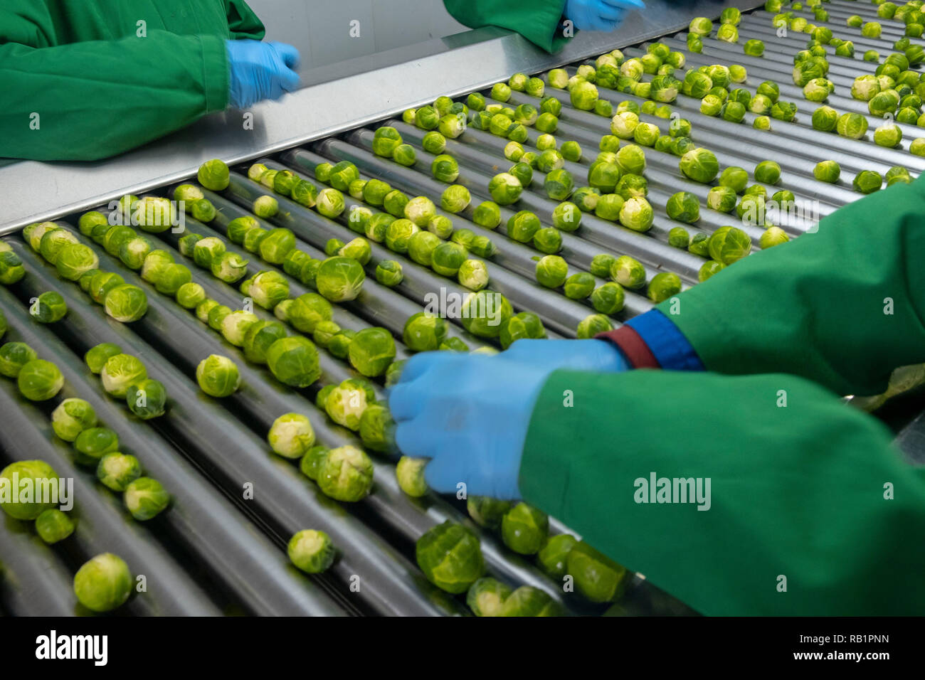 Production line of Brussel Sprouts in factory Stock Photo - Alamy