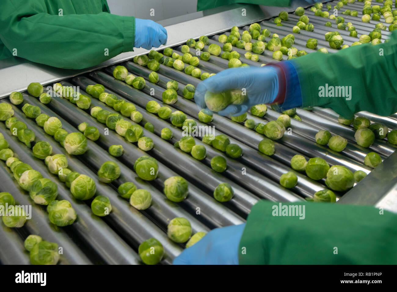 Production line of Brussel Sprouts in factory Stock Photo - Alamy