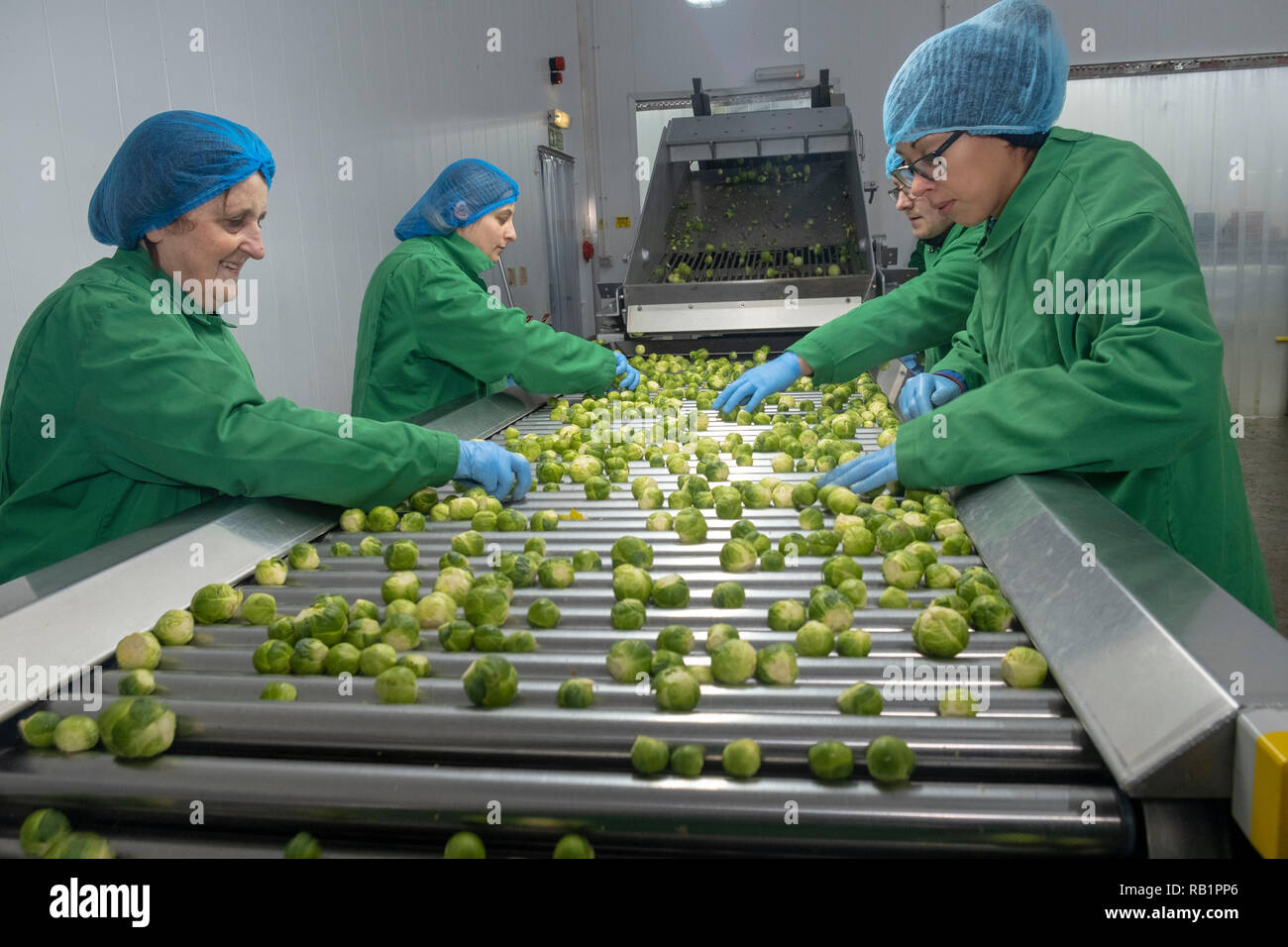 Production line of Brussel Sprouts in factory Stock Photo - Alamy