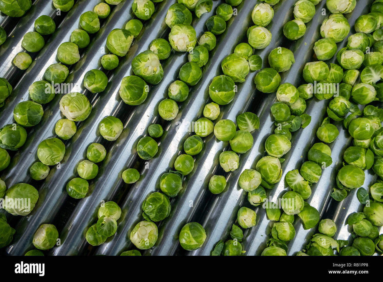 Production line of Brussel Sprouts in factory Stock Photo - Alamy