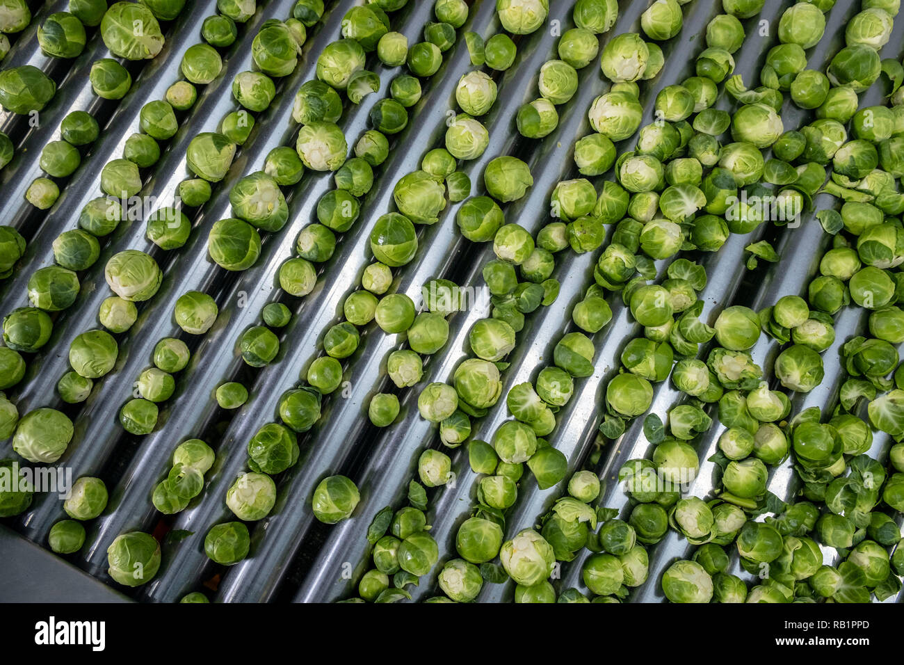 Production line of Brussel Sprouts in factory Stock Photo - Alamy