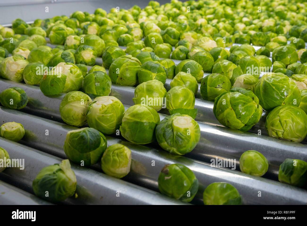 Production line of Brussel Sprouts in factory Stock Photo - Alamy