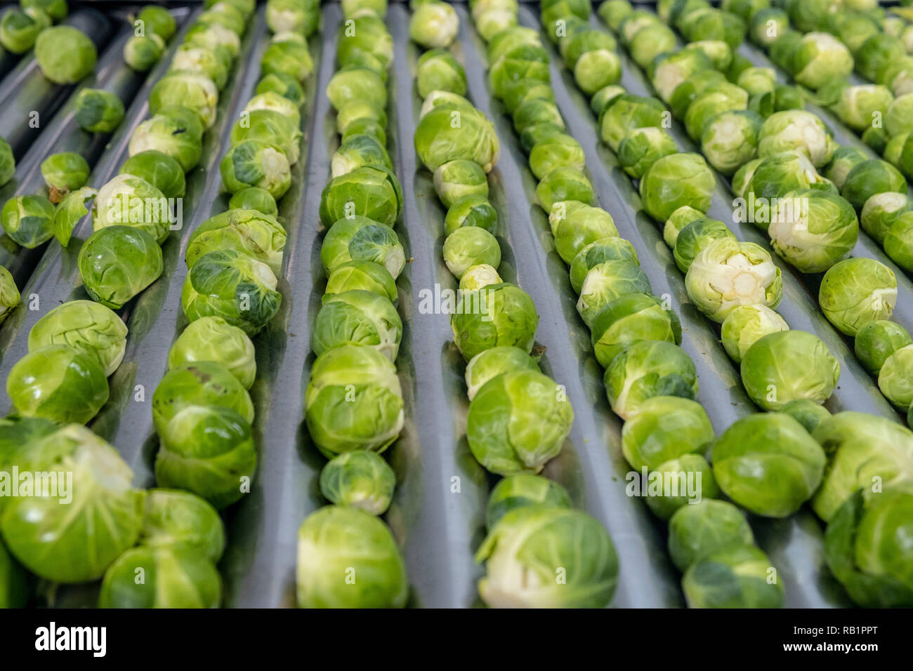 Production line of Brussel Sprouts in factory Stock Photo - Alamy