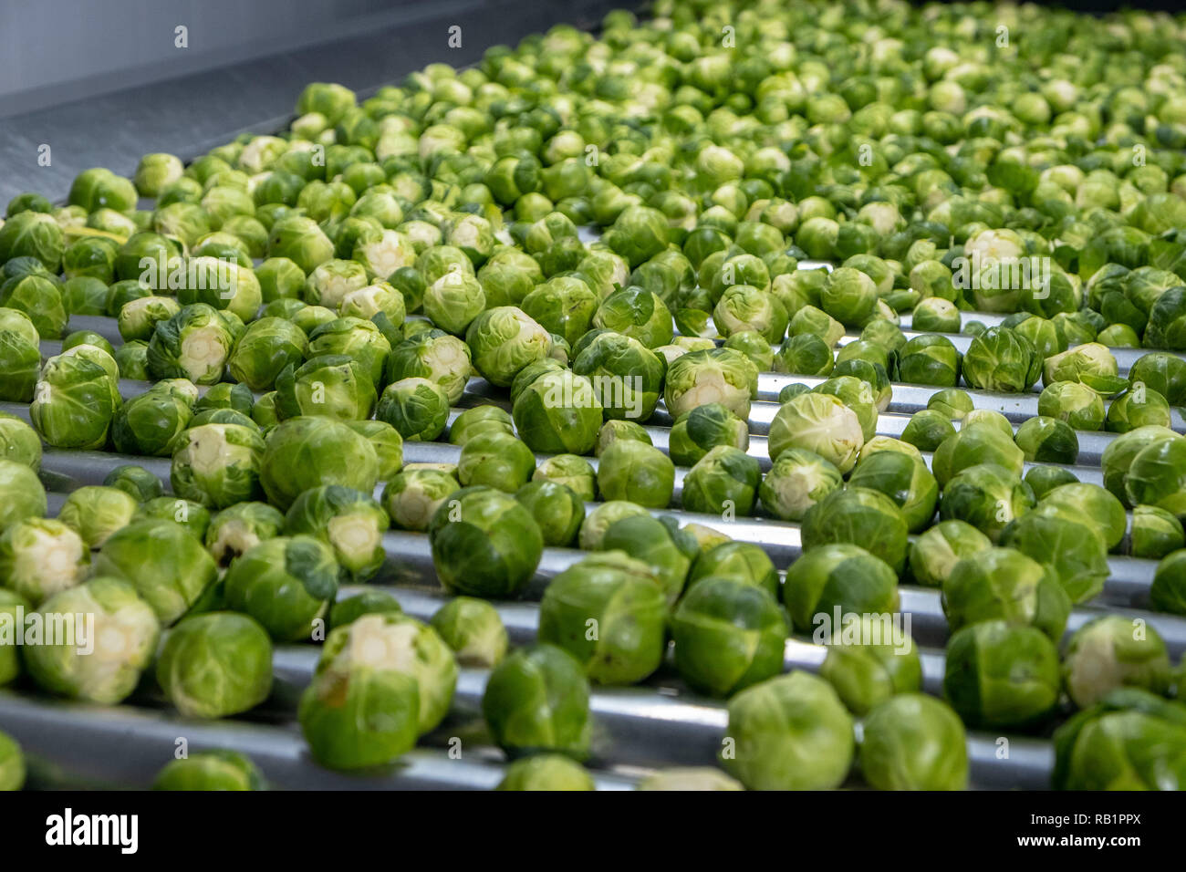 Production line of Brussel Sprouts in factory Stock Photo - Alamy