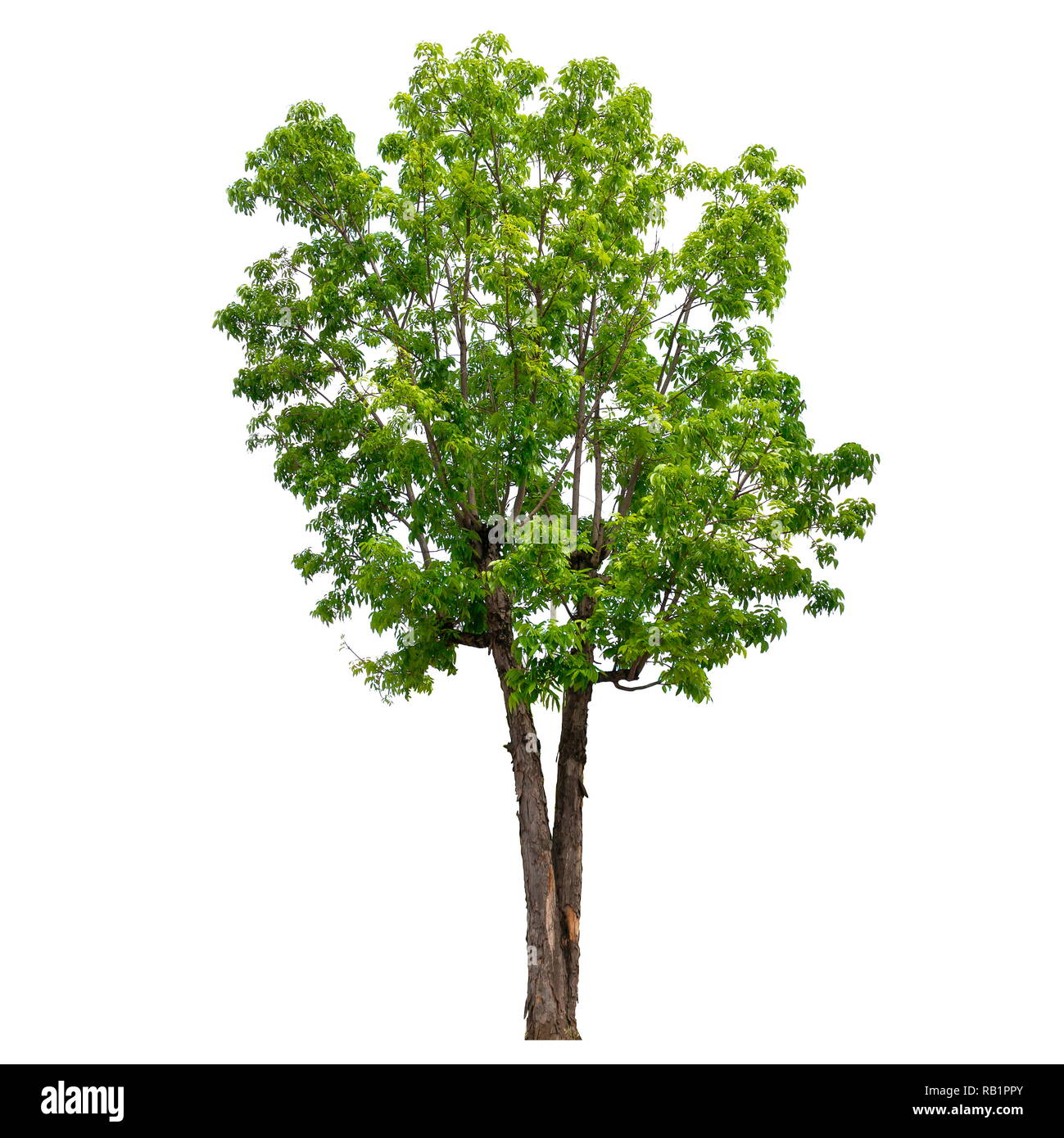 Tree isolated on a white background, Tree for design or decoration work ...