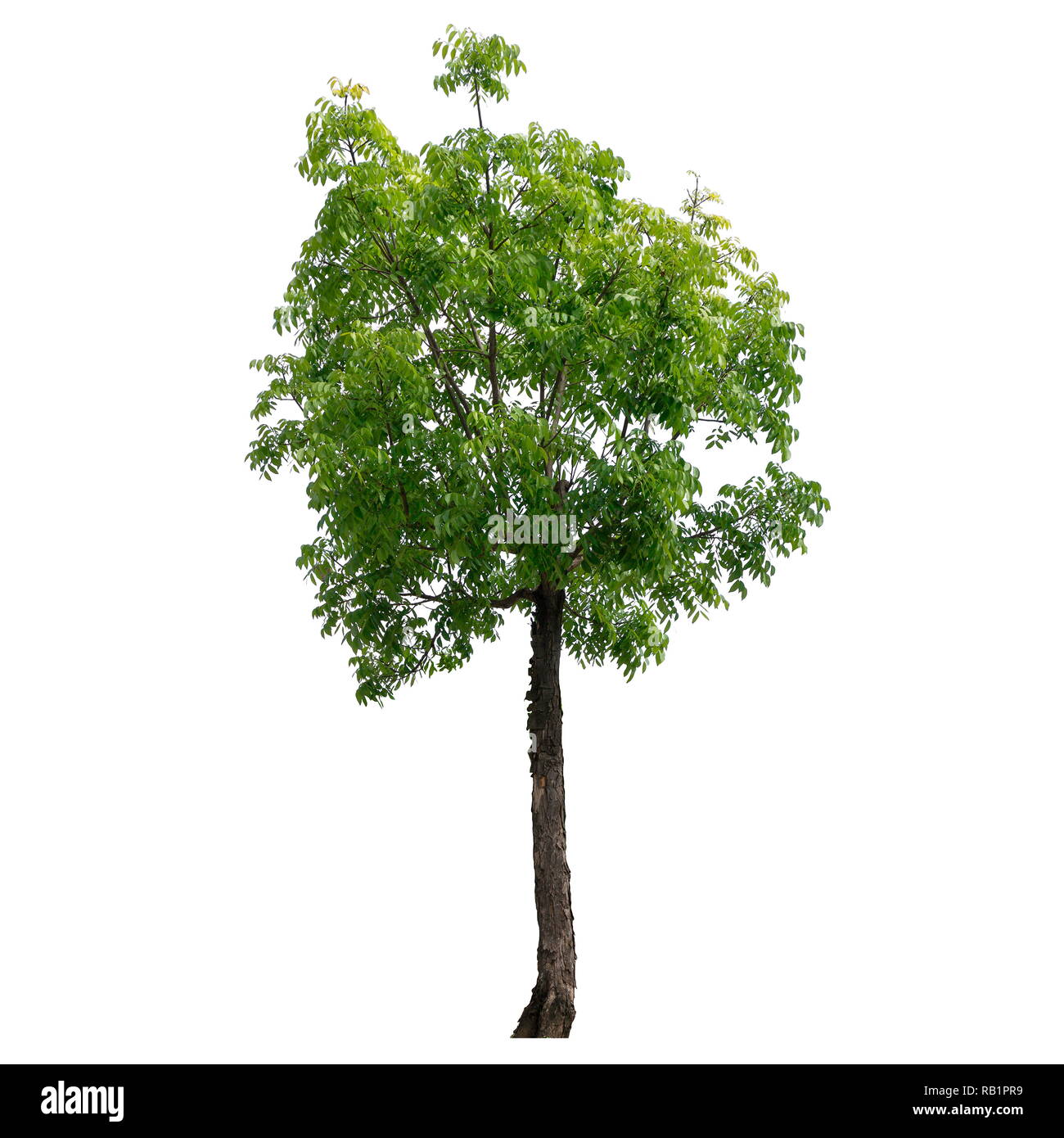 Tree isolated on a white background, Tree for design or decoration work ...