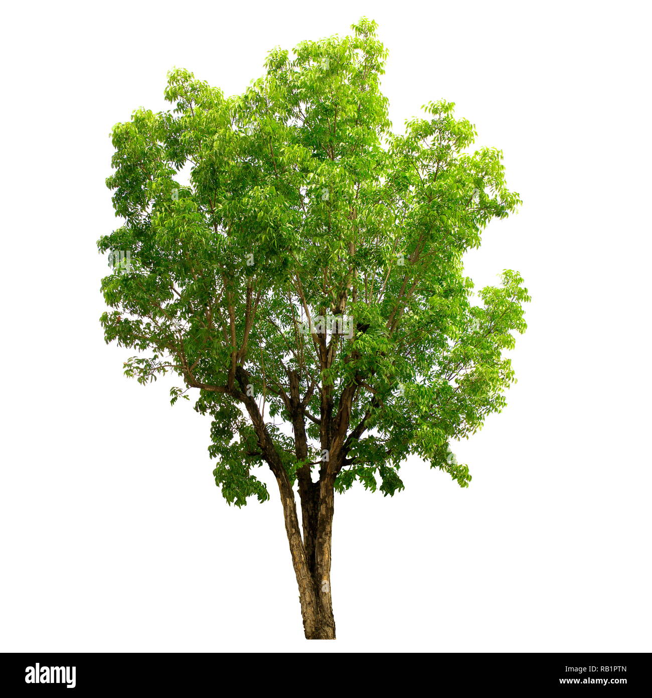 Tree isolated on a white background, Tree for design or decoration work ...