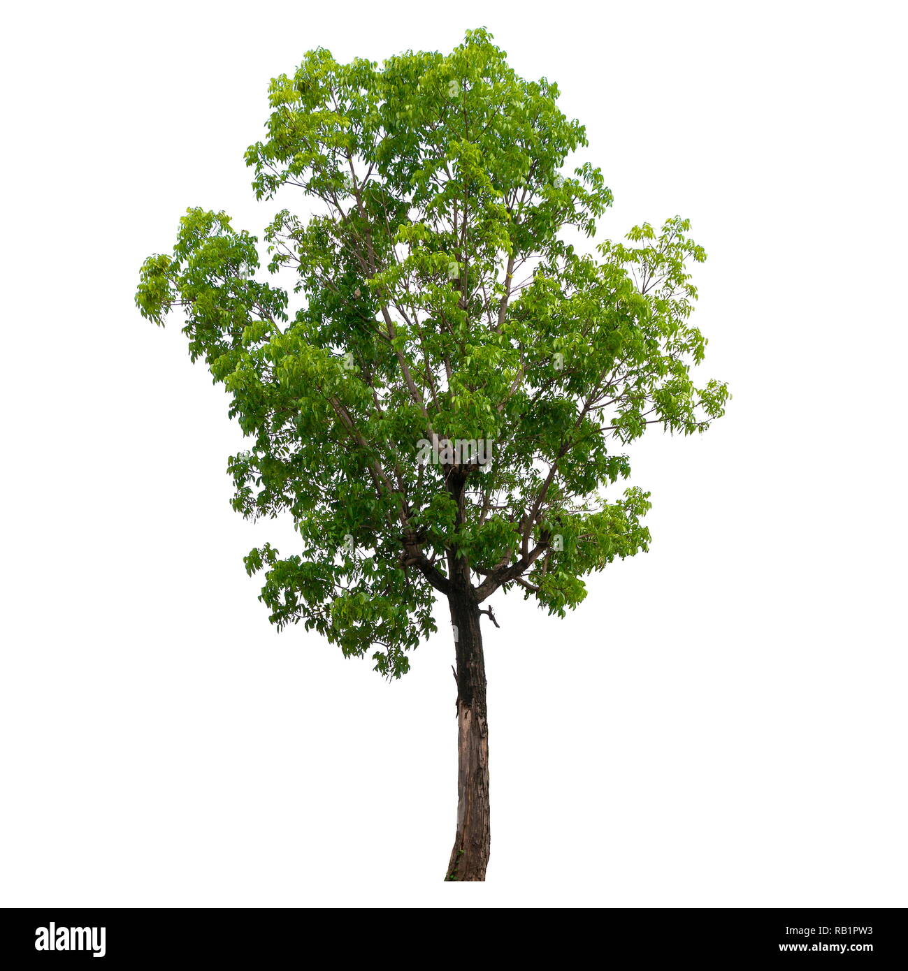 Tree isolated on a white background, Tree for design or decoration work ...