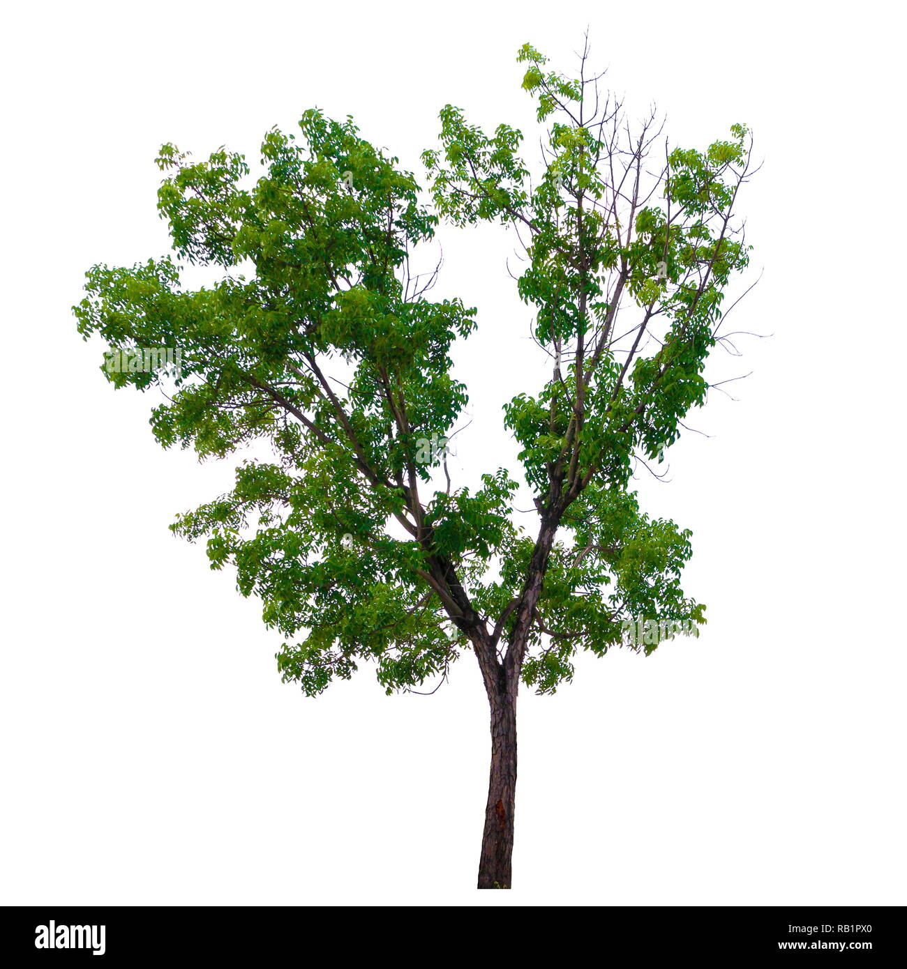 Tree isolated on a white background, Tree for design or decoration work ...