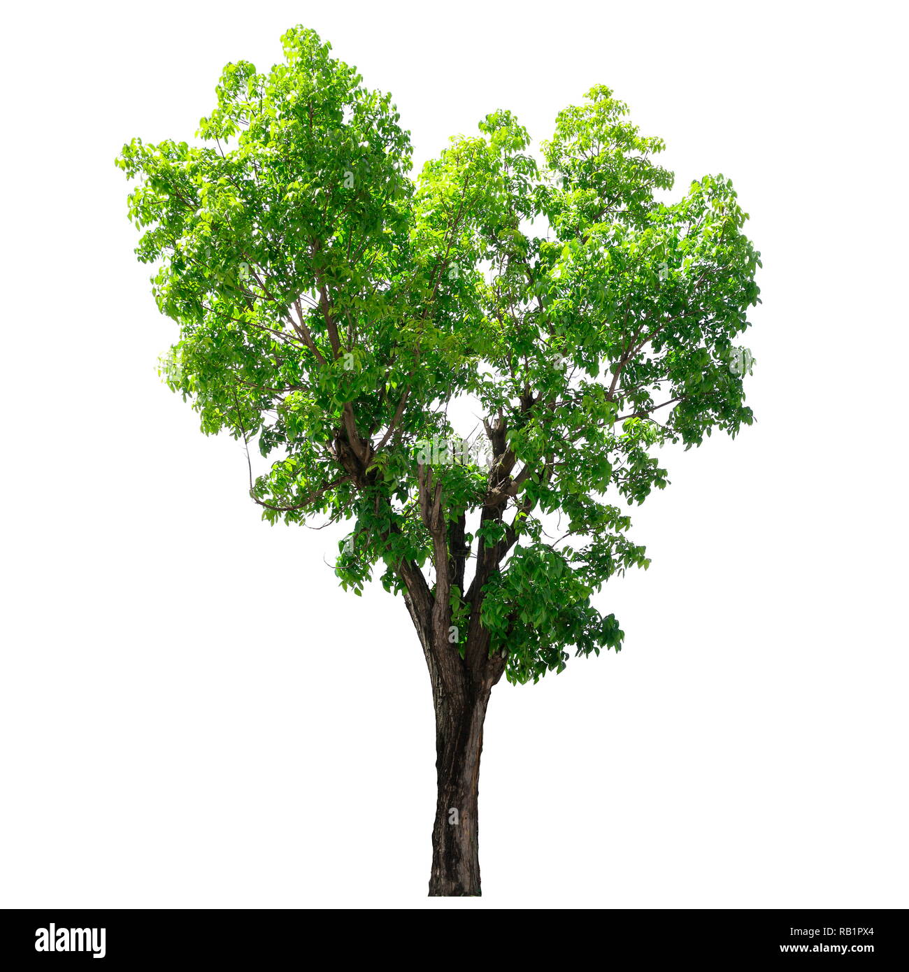 Tree isolated on a white background, Tree for design or decoration work ...