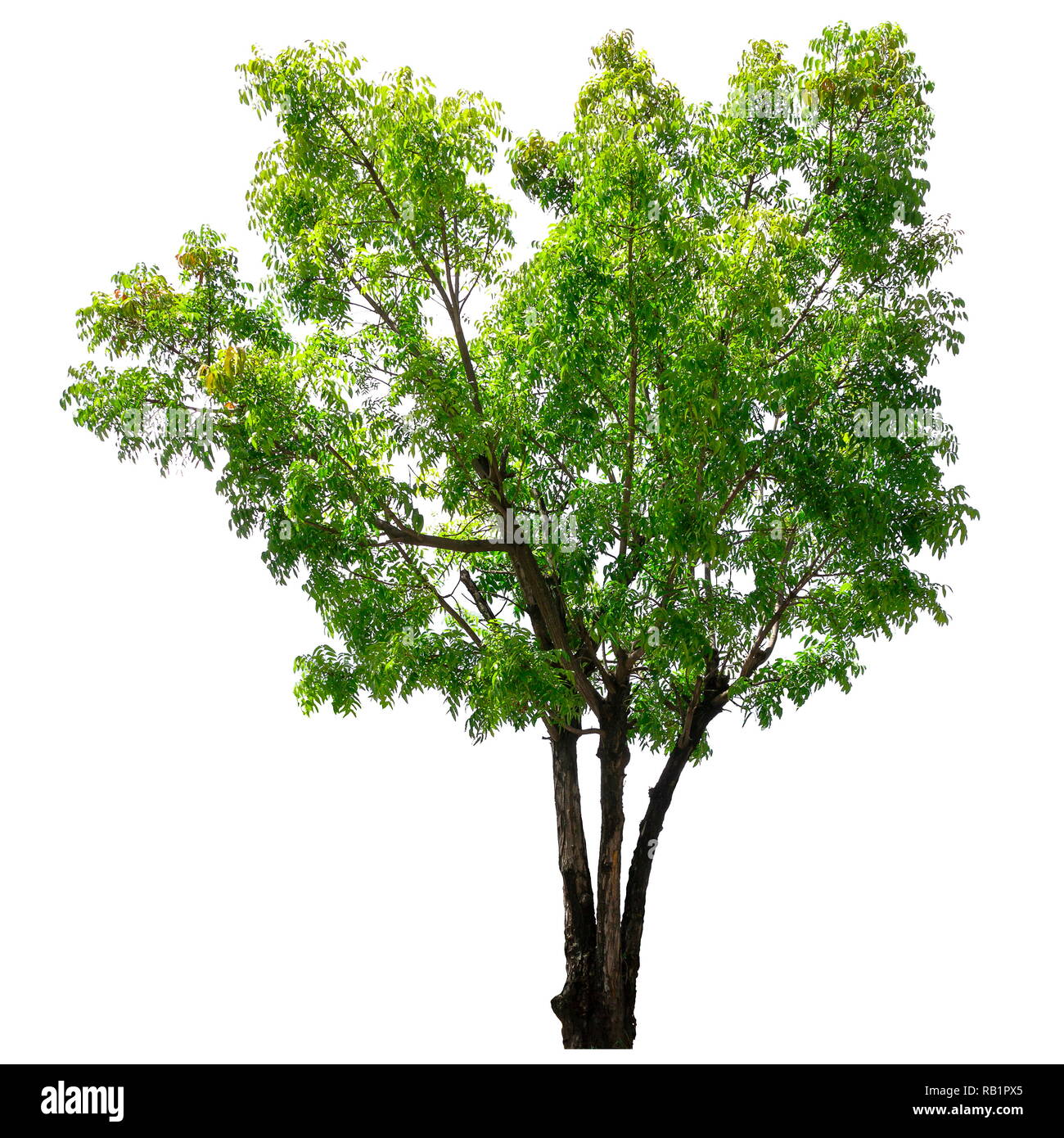 Tree isolated on a white background, Tree for design or decoration work ...