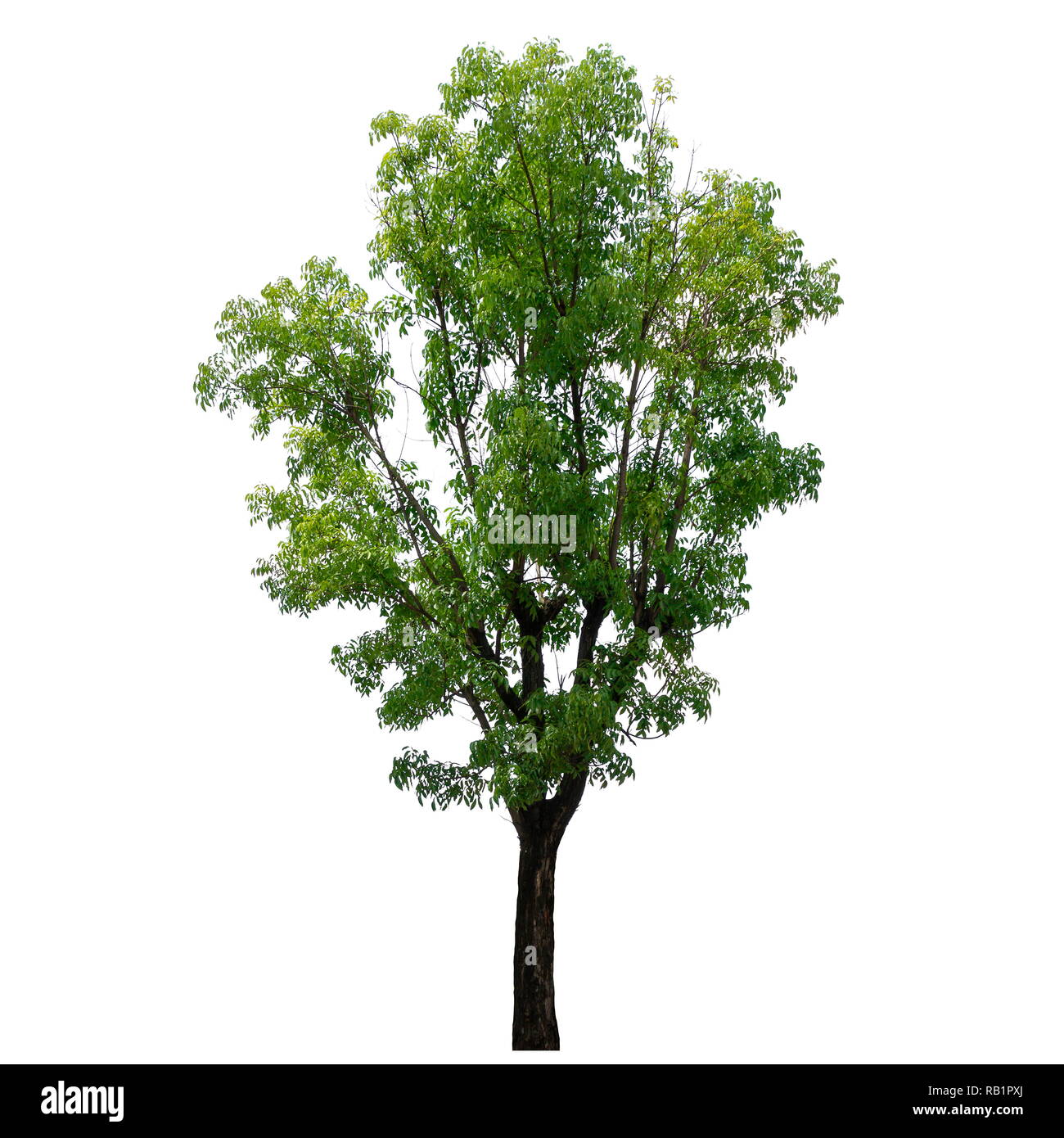 Tree isolated on a white background, Tree for design or decoration work ...