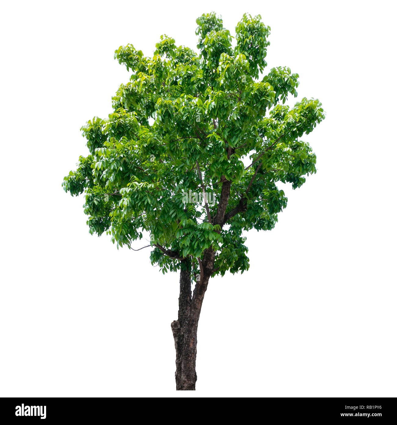 Tree isolated on a white background, Tree for design or decoration work ...